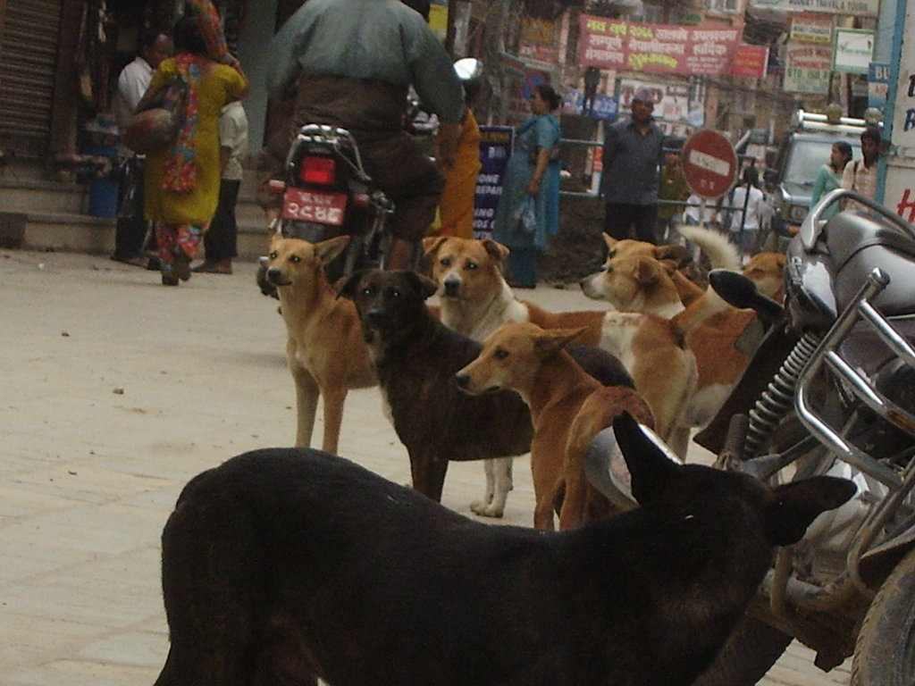 Vaccinate 55000 stray dogs against rabies in Nepal - GlobalGiving