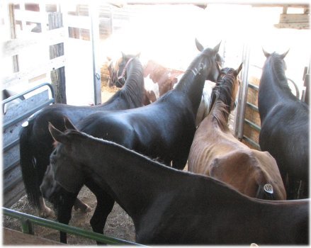 Rescue 50 Horses From Slaughter! - GlobalGiving