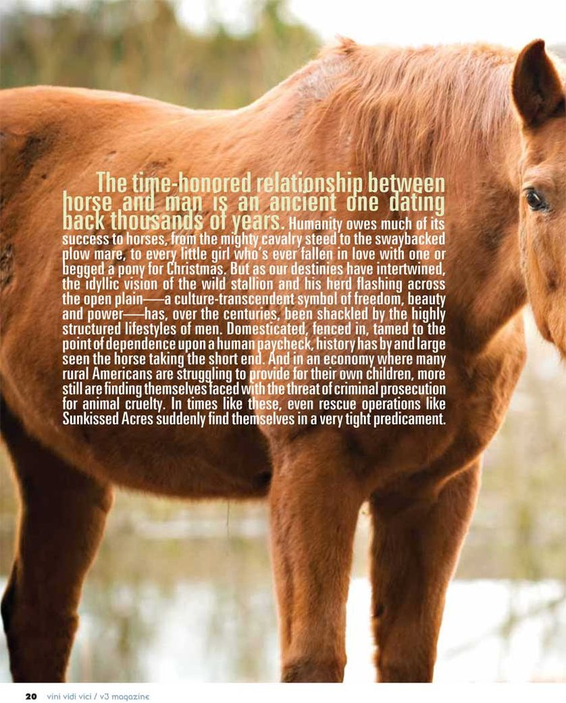 Provide Sanctuary for Severely Abused Horses - GlobalGiving
