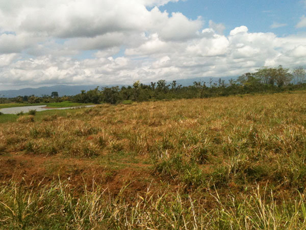 Reforesting the Deforestation in Costa Rica - GlobalGiving