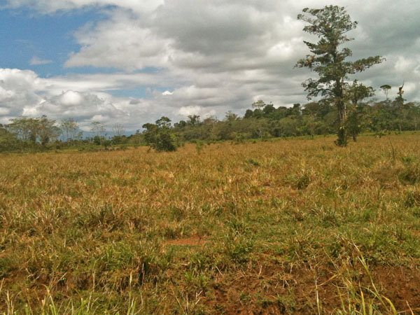 Reforesting the Deforestation in Costa Rica - GlobalGiving