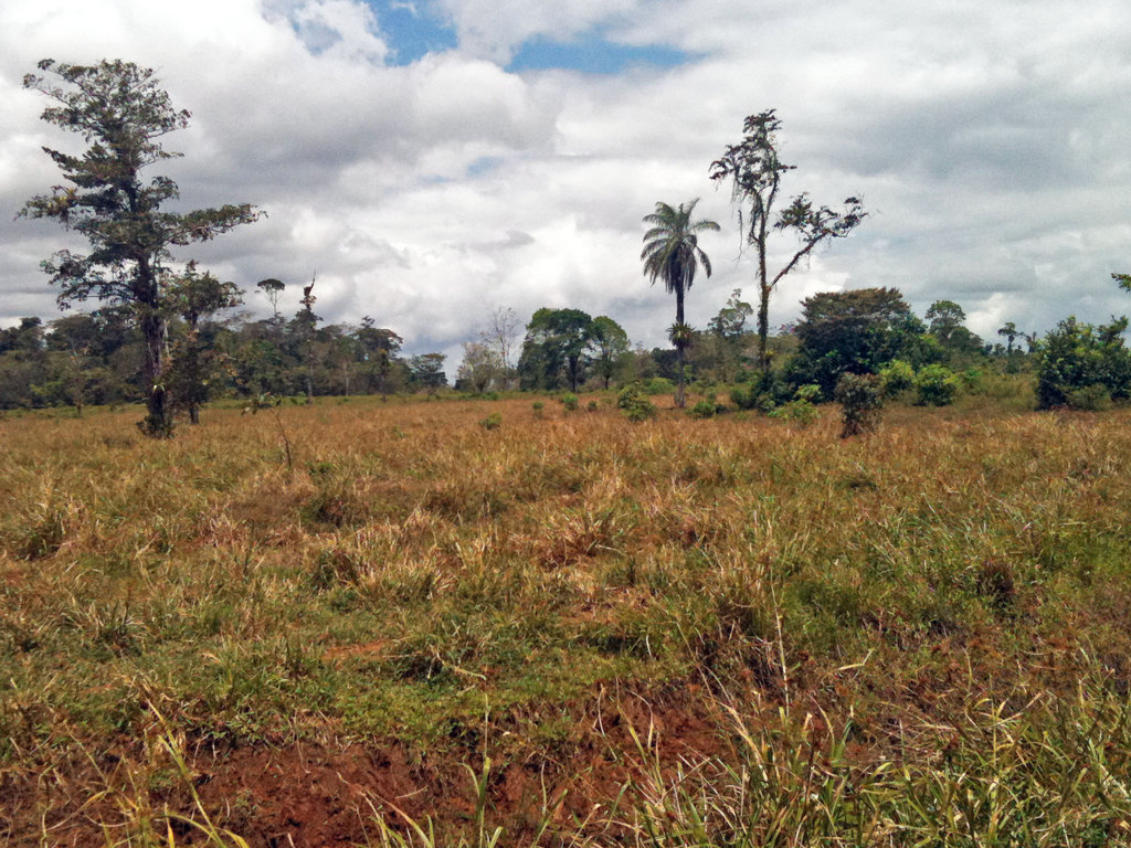 Reforesting the Deforestation in Costa Rica - GlobalGiving