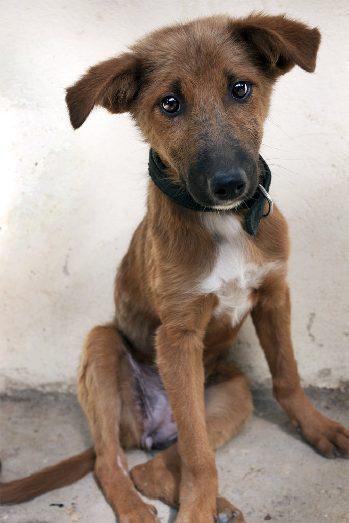 Needed - New Ambulance for Street Animal Rescue - GlobalGiving