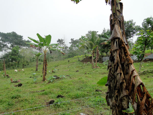 Educational Reforestation, La Fortuna, Costa Rica - GlobalGiving