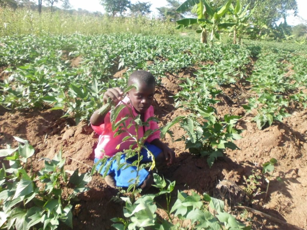 Social Forestry In Uganda Setting A Precedent Globalgiving