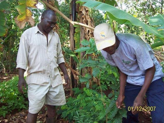 Social Forestry in Uganda: Setting a Precedent - GlobalGiving