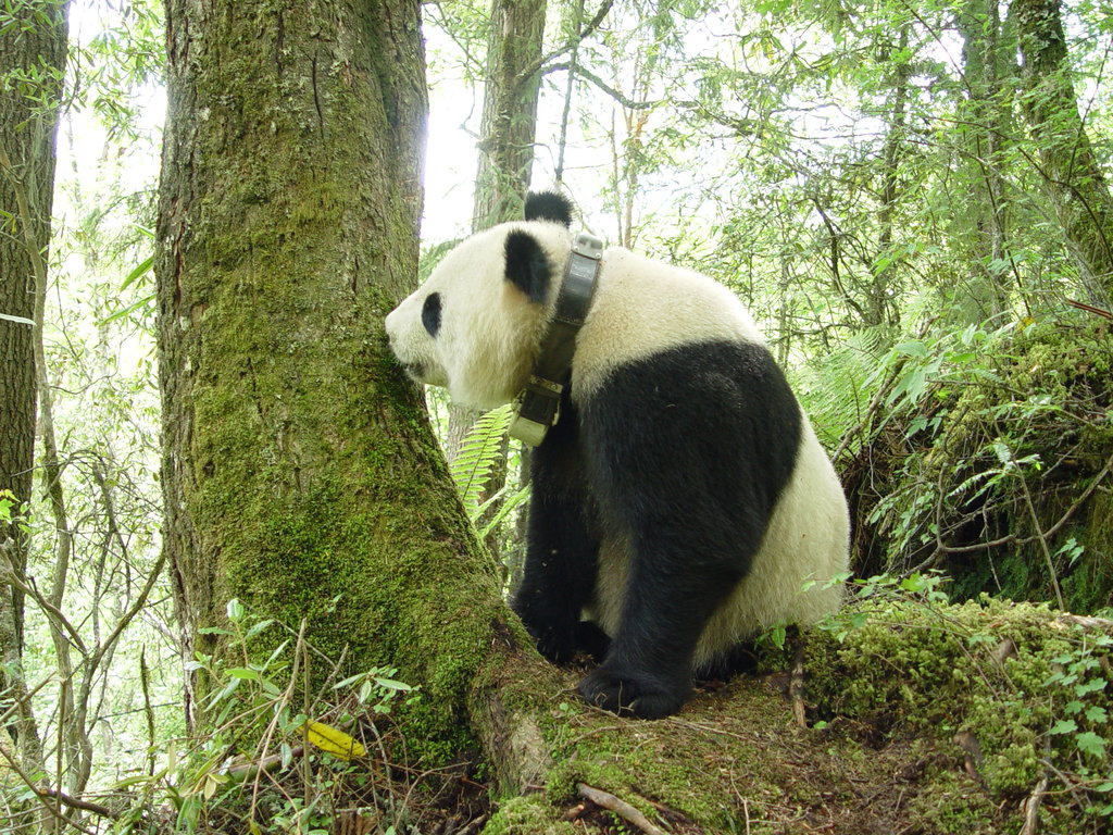 Saving Giant Pandas in China with Earthwatch - GlobalGiving