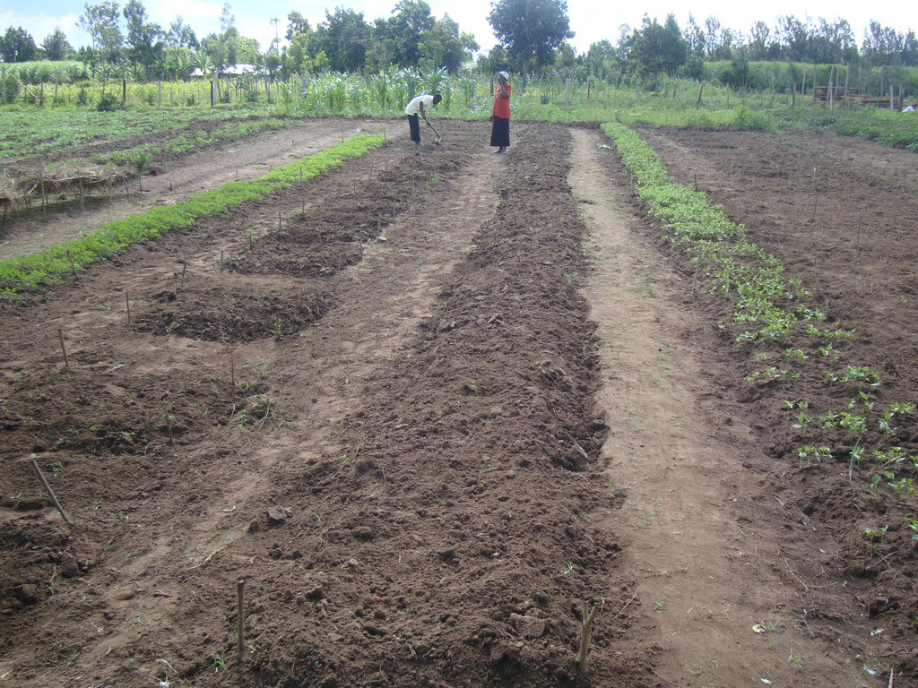 ensure food to 500 vulnerable families in Bumula. - GlobalGiving