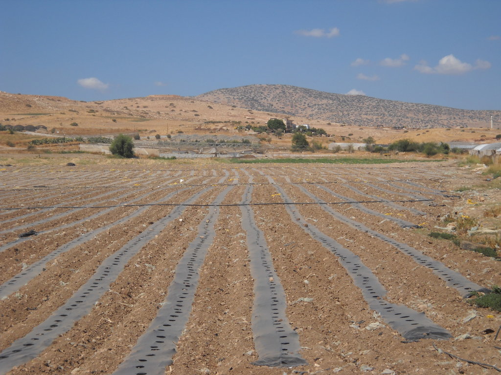 Help Palestinian Farmers Grow & Export Their Crops - GlobalGiving