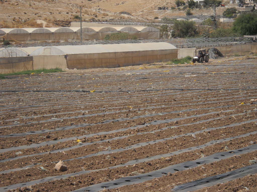 Help Palestinian Farmers Grow & Export Their Crops - GlobalGiving