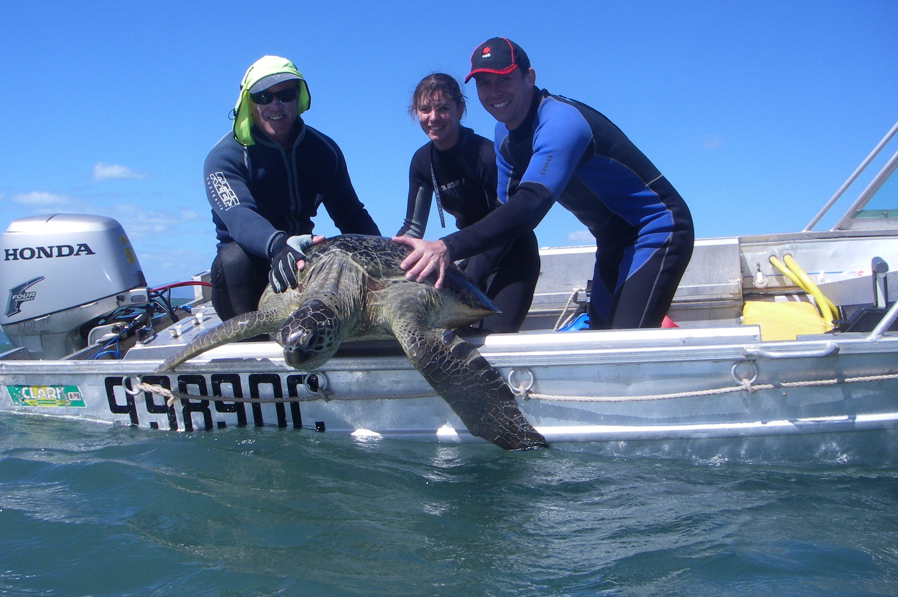 Monitor sea turtle health for 1 year in Australia - GlobalGiving