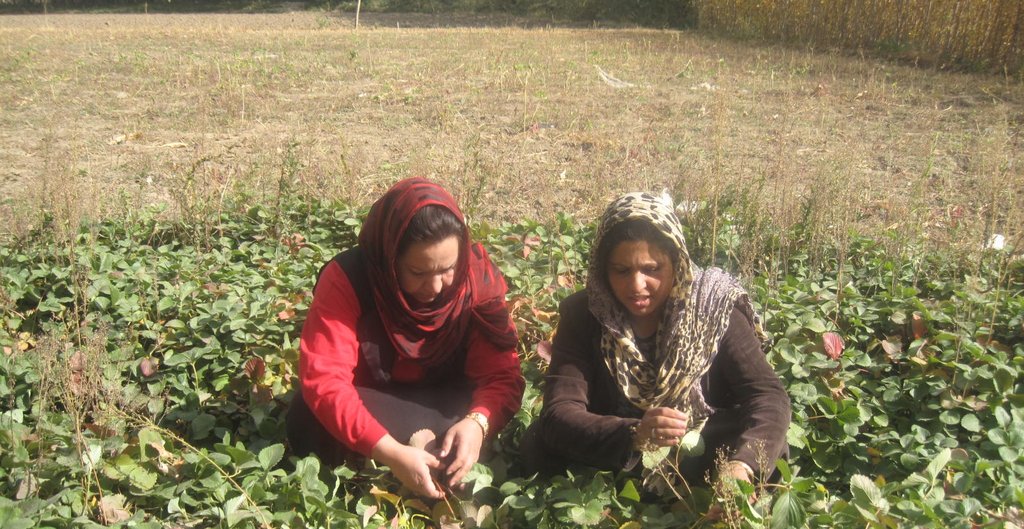 Strawberry Farming for 500 Afghan Women - GlobalGiving