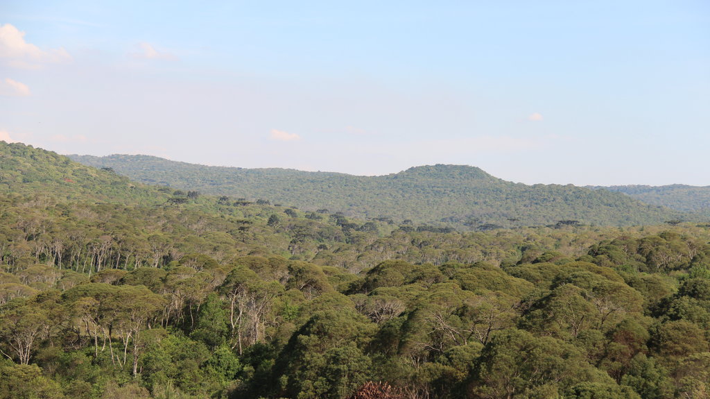 Protect 40,000 acres of Atlantic Rainforest. - GlobalGiving