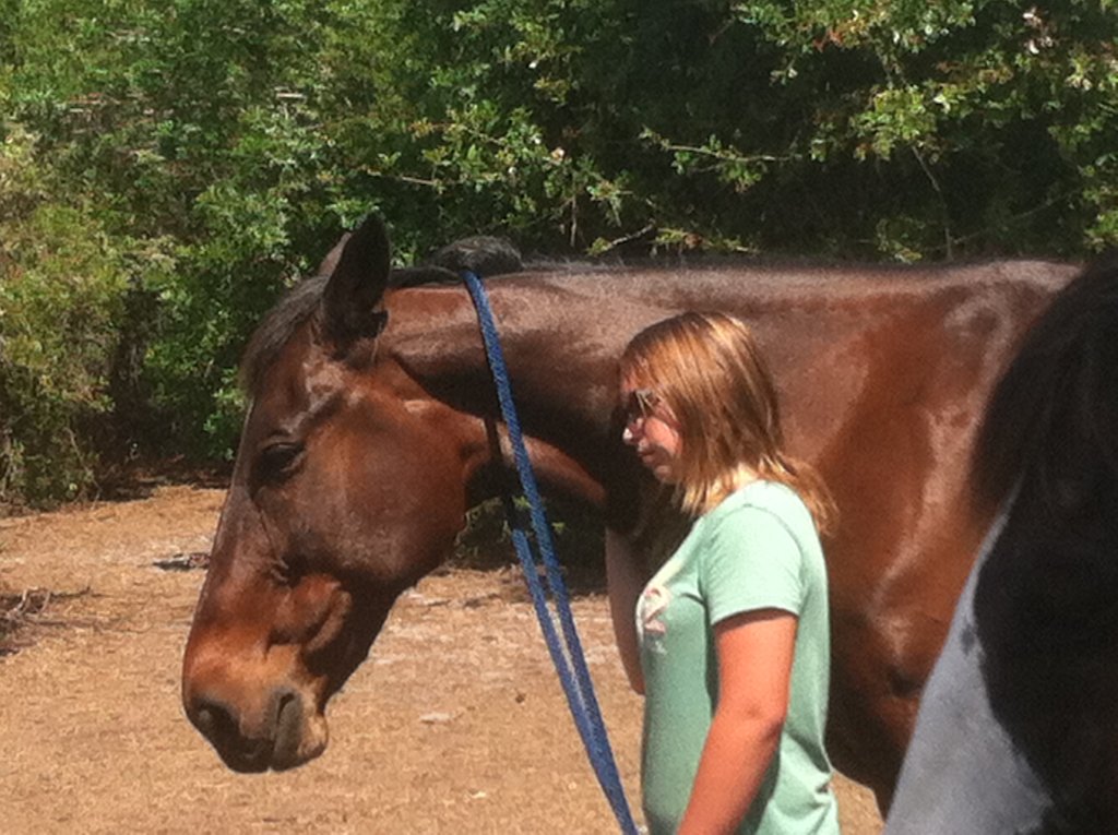 Help 5 Rescued Horses Become Therapy Animals - GlobalGiving