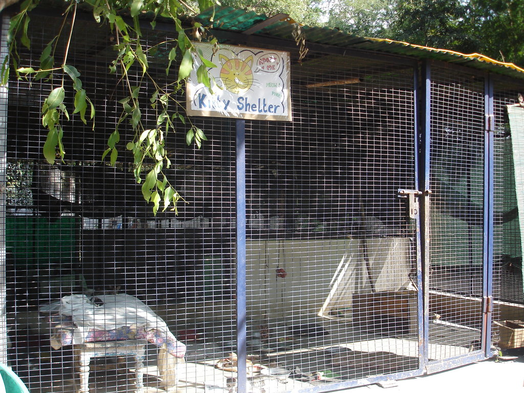 Build a cattery for 300 abandoned cats and kittens - GlobalGiving
