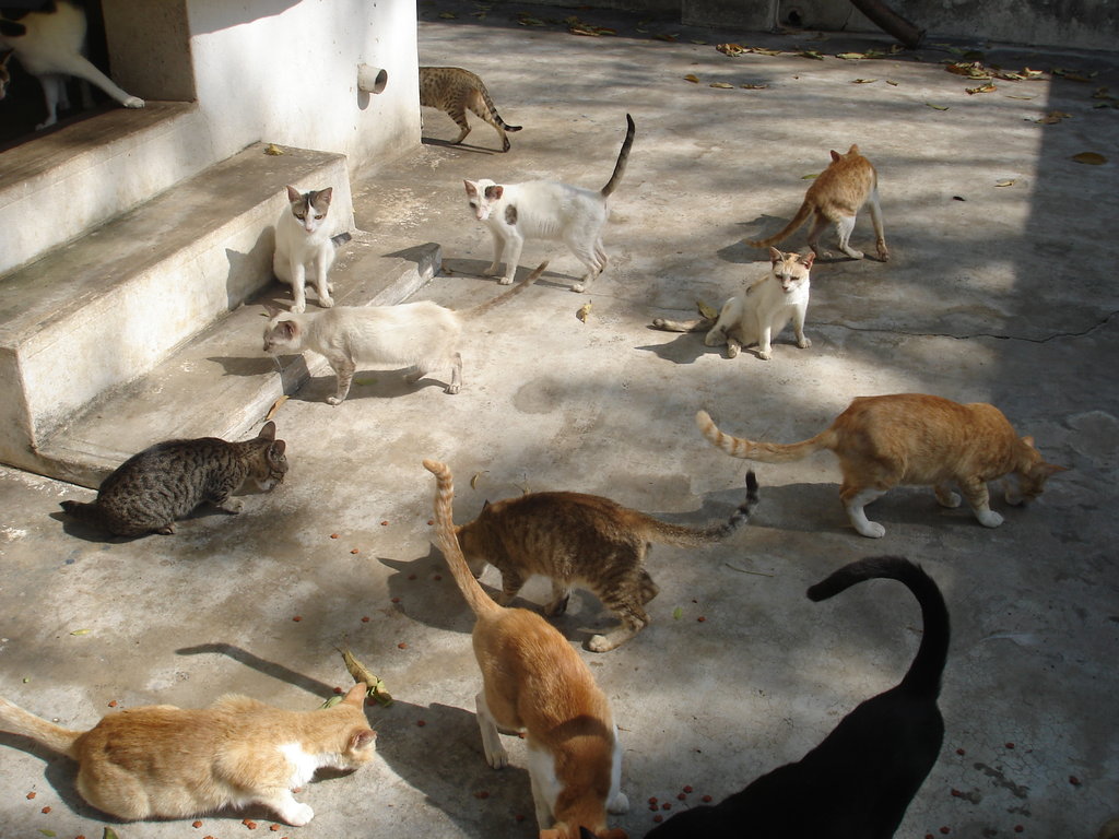 Build a cattery for 300 abandoned cats and kittens - GlobalGiving