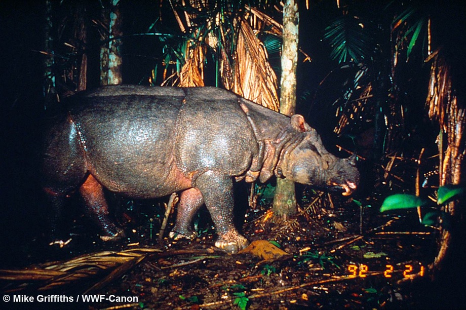 Saving the Javan Rhino - GlobalGiving