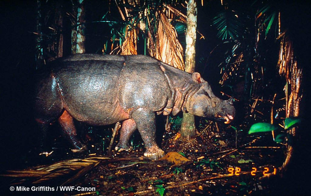 Saving the Javan Rhino - GlobalGiving