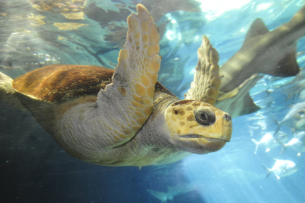 Save the Oceans! - GlobalGiving