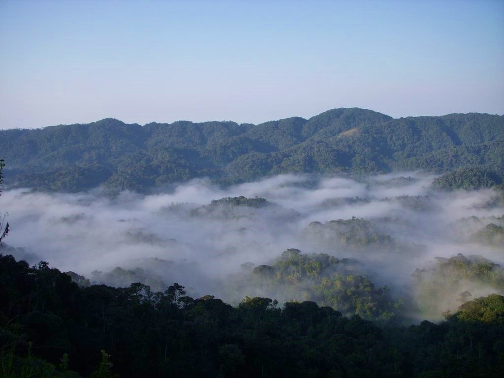 How to Share Restore a Forest in Rwanda - GlobalGiving