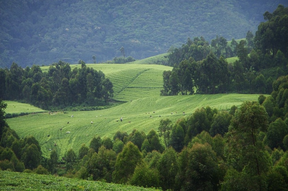 Restore a Forest in Rwanda - GlobalGiving