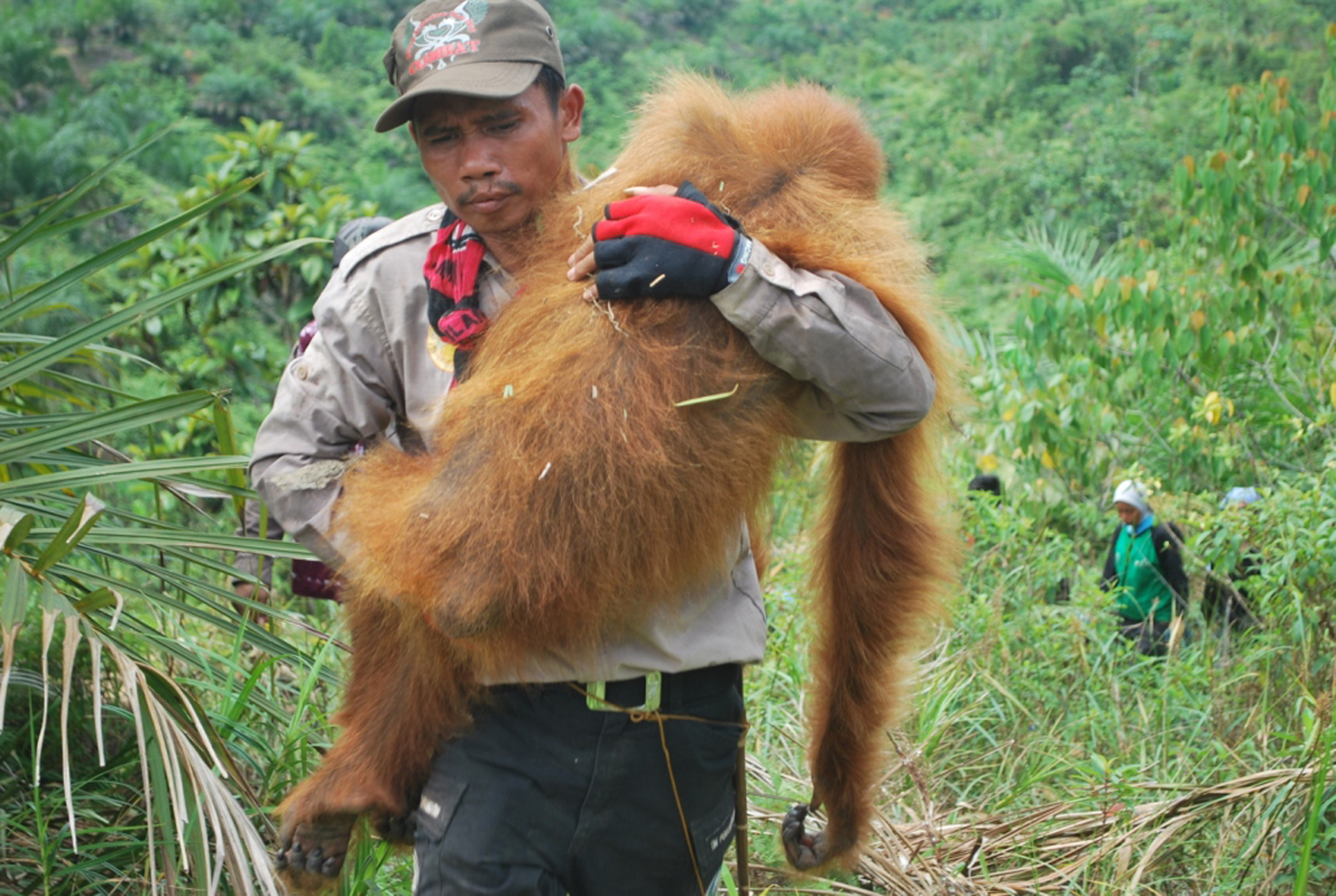 Photos from Orangutan Rescue: On the frontline in Sumatra - GlobalGiving