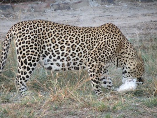Provide food and care for our leopard for one year - GlobalGiving