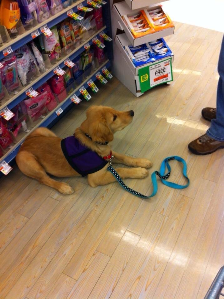 Seizure-Response Dog for Devin - GlobalGiving