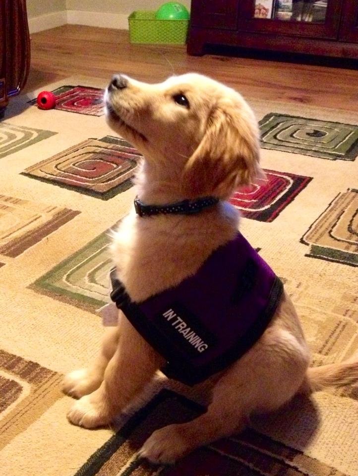 Seizure-Response Dog for Devin - GlobalGiving