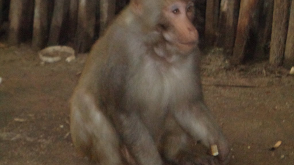 Feed 500 starving monkeys for 1 year - GlobalGiving