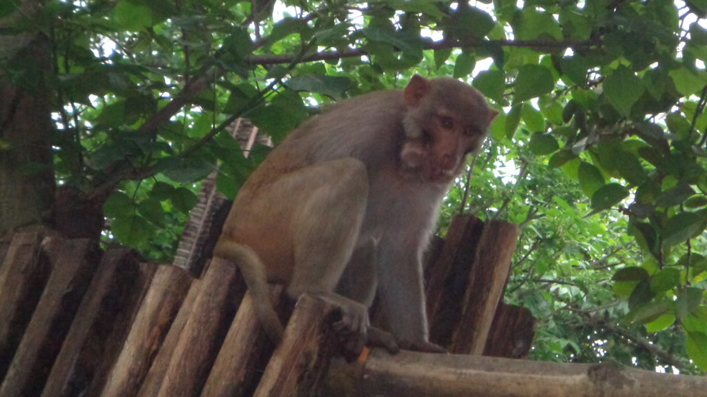 Feed 500 starving monkeys for 1 year - GlobalGiving