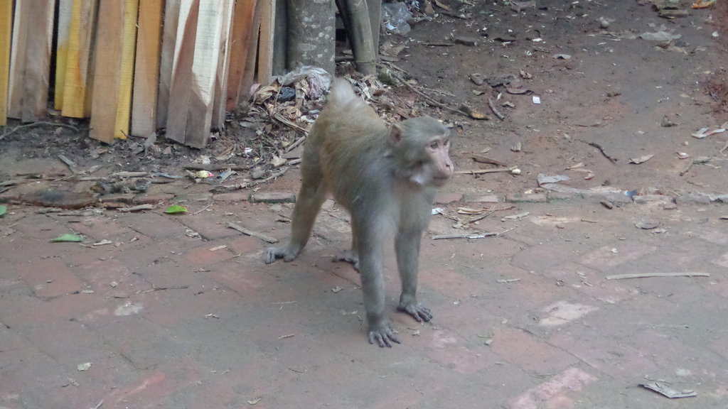 Feed 500 starving monkeys for 1 year - GlobalGiving