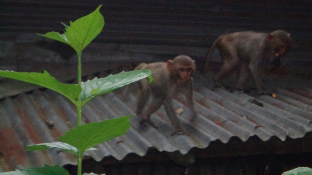 Feed 500 starving monkeys for 1 year - GlobalGiving