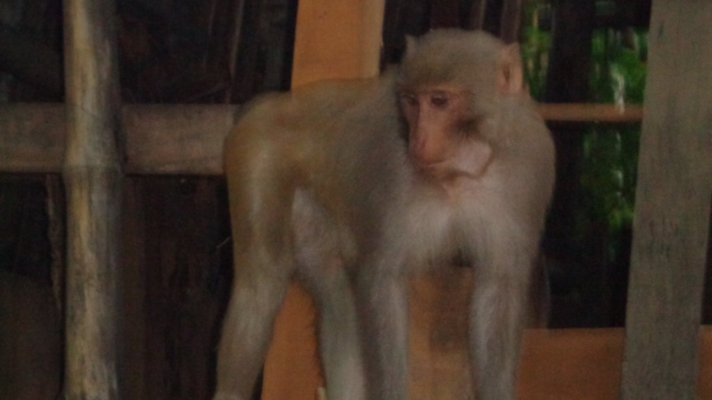 Feed 500 starving monkeys for 1 year - GlobalGiving