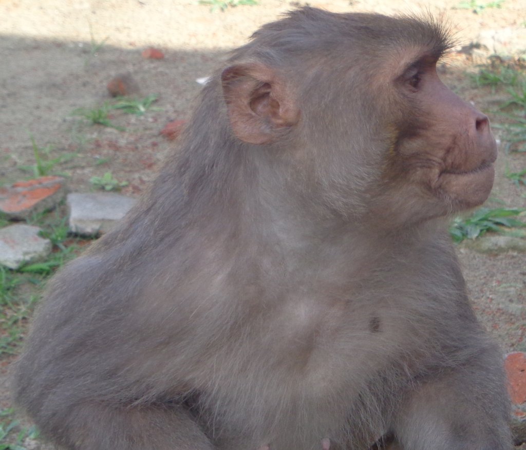 Feed 500 starving monkeys for 1 year - GlobalGiving