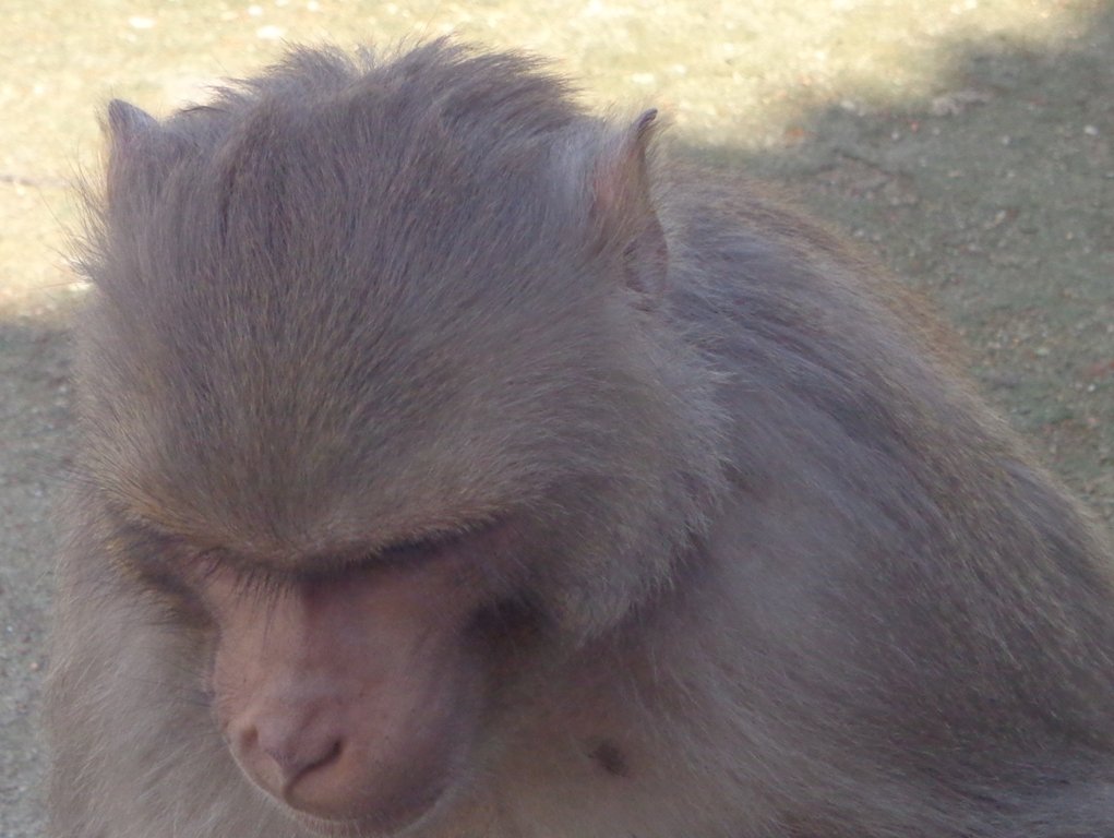 Feed 500 starving monkeys for 1 year - GlobalGiving