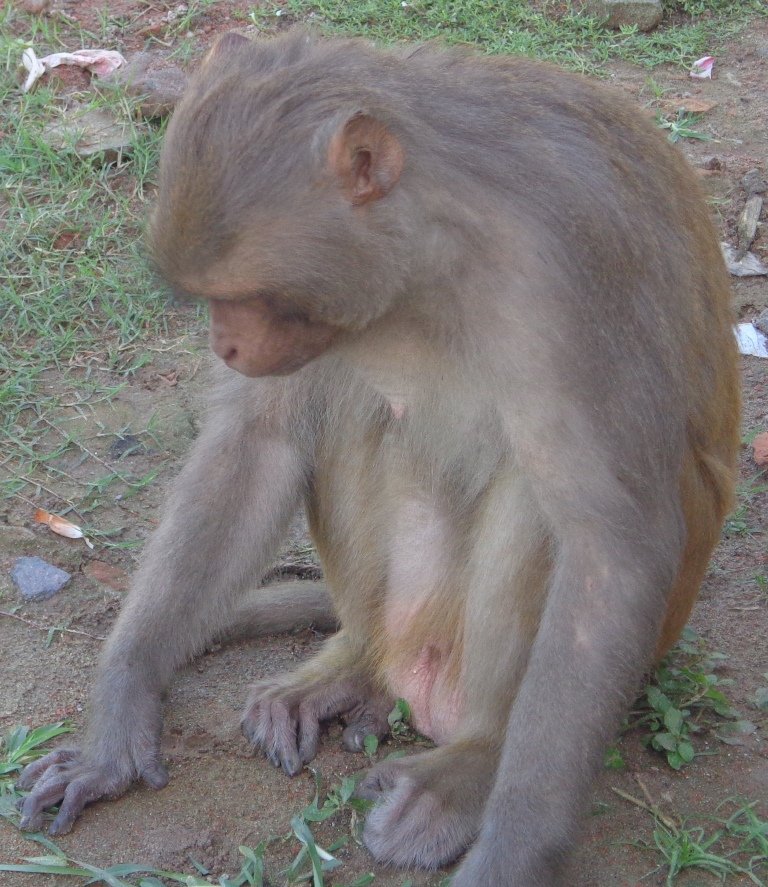 Feed 500 starving monkeys for 1 year - GlobalGiving