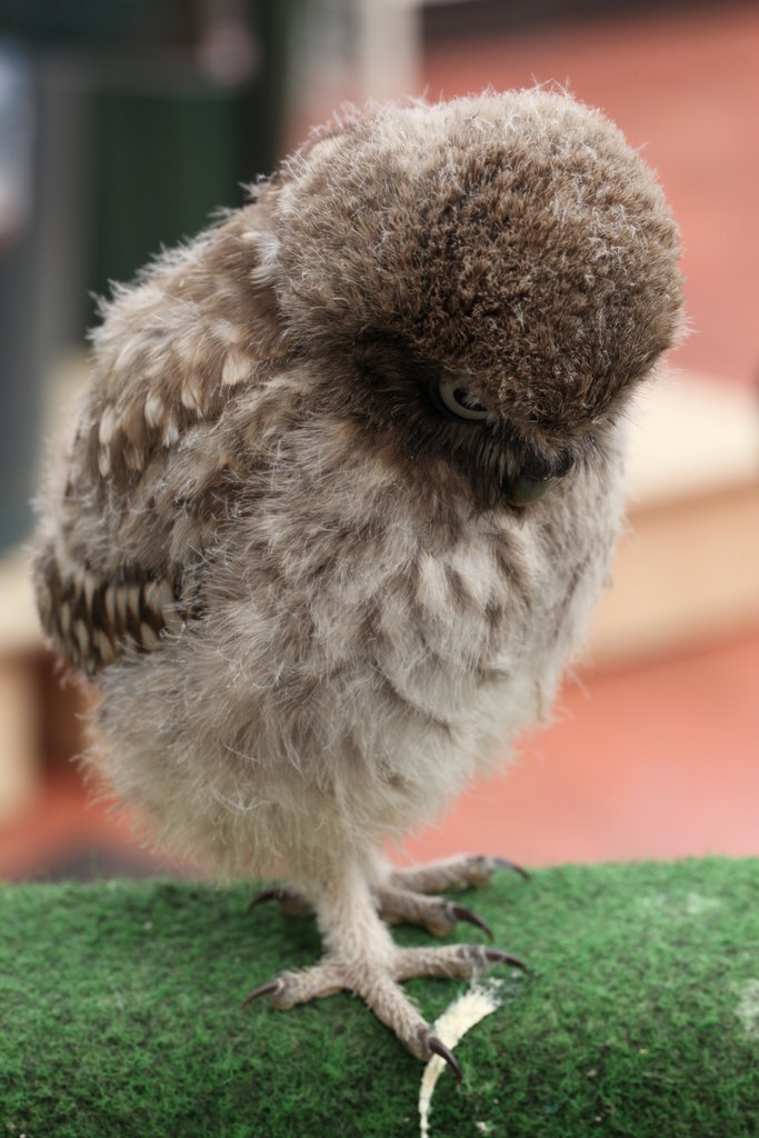 Centre for Disabled People, Birds Of Prey & Owls - GlobalGiving