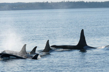 Orca Network - Whale Sighting Network - GlobalGiving