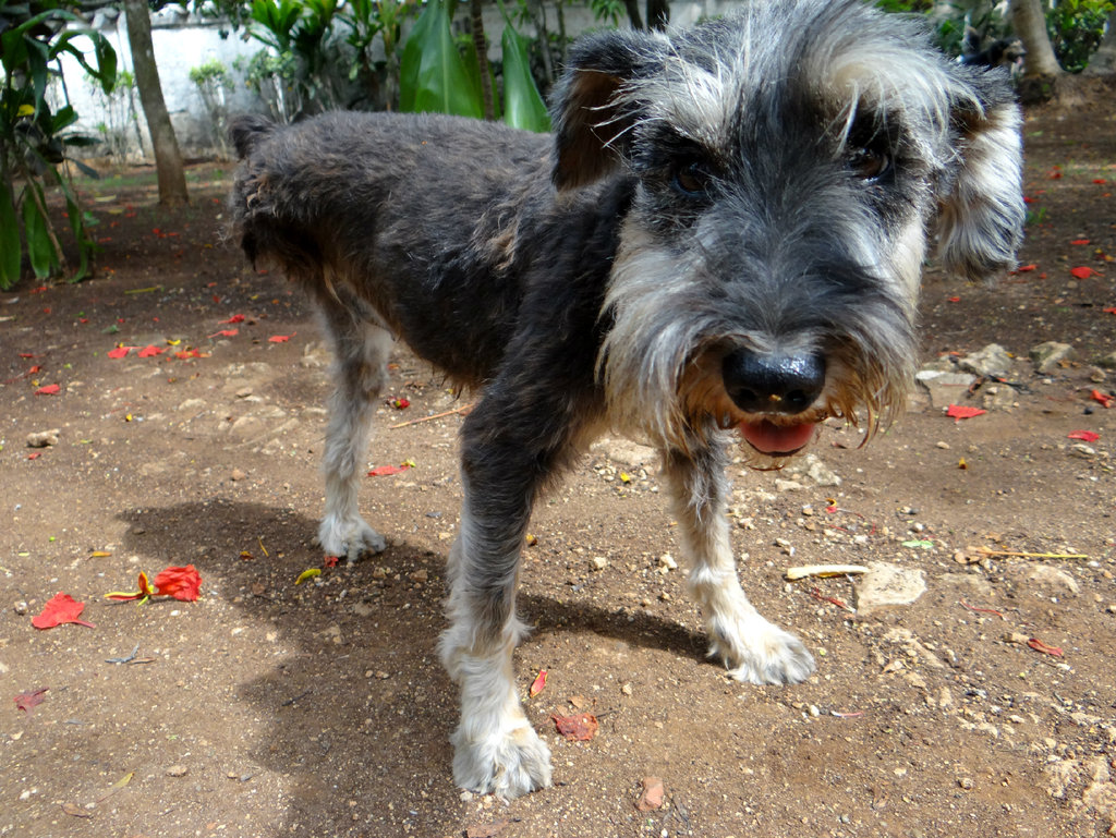 Build a Roof for 150 Animals in Cartagena Colombia - GlobalGiving