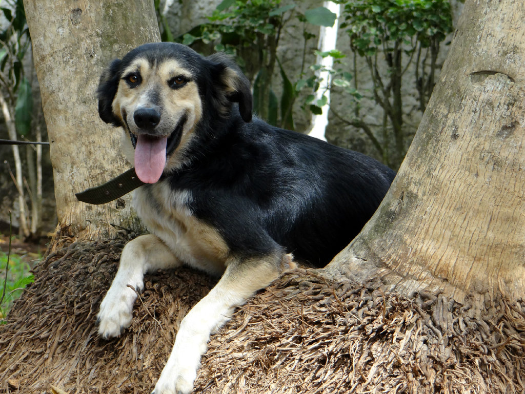 Build a Roof for 150 Animals in Cartagena Colombia - GlobalGiving
