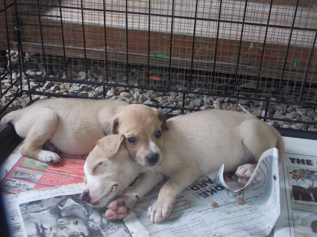 Protect dogs from malnutrition and disease in Fiji - GlobalGiving