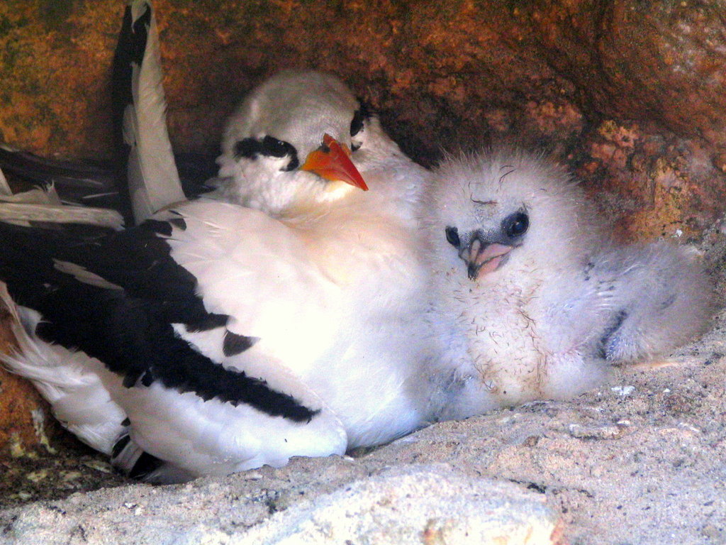 Photos from Protect Baby Seabirds in the Caribbean - GlobalGiving