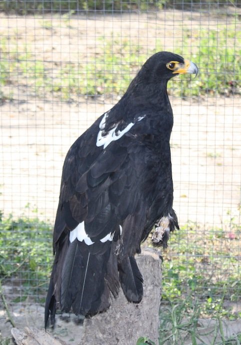 Provide food & care for our Verraux Eagle - GlobalGiving