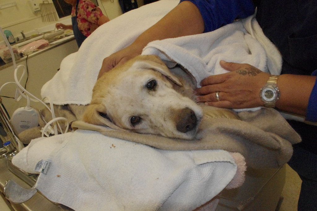 Donate To Save Pets From Euthanasia In South Mississippi GlobalGiving donate-to-save-pets-from-euthanasia-in-south-mississippi-globalgiving