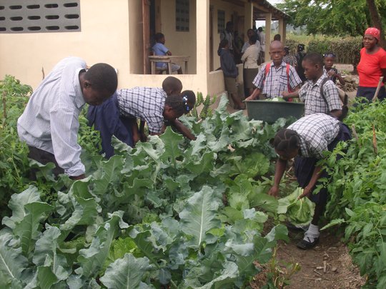 Provide Seeds for Haitians to Grow 50 Tons of Food - GlobalGiving