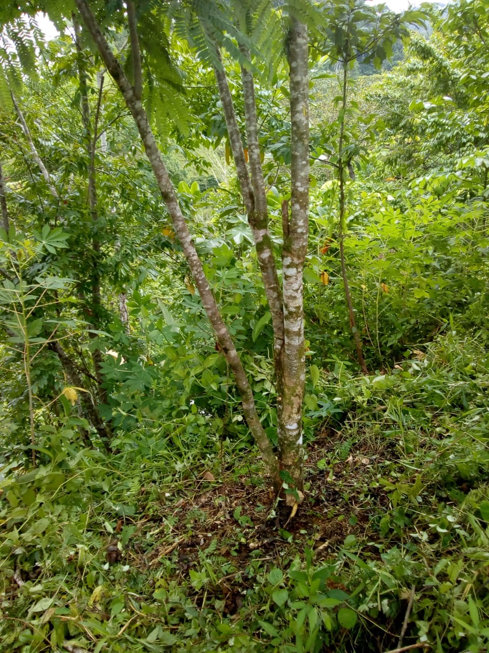 Photos from Plant 30,000 native trees Costa Rican owned farms ...