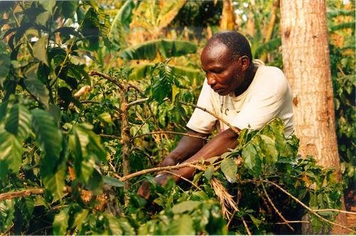 Support Smallholder Coffee Farmers in Tanzania - GlobalGiving