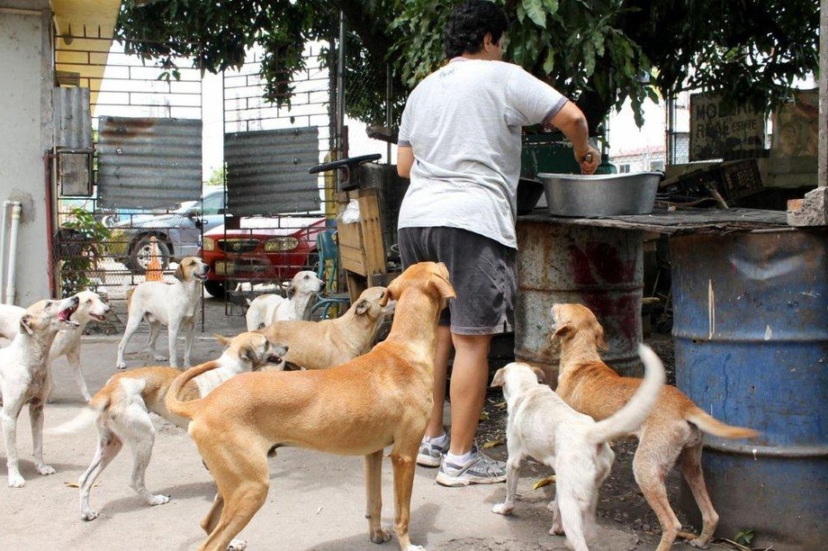 Help Animals in 10 Countries Get Needed Care - GlobalGiving