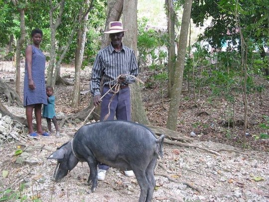 Donate a Pig: Invest in Haiti's Future - GlobalGiving